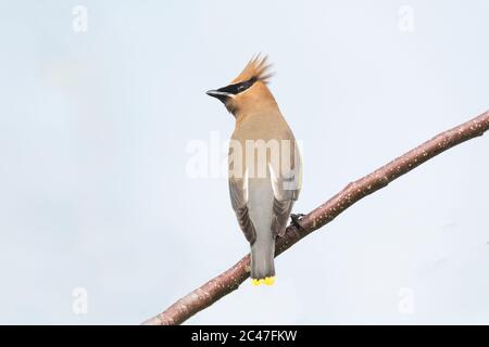Cedar Waxwing bird at Richmond BC Canada Stock Photo - Alamy