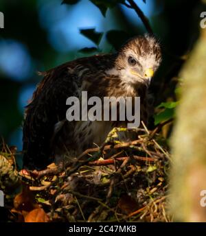 Buzzard chick nearly fully grown on the nest almost ready to fledge ...