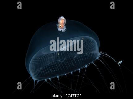 A male paper nautilus rides on the back of a jellyfish, Anilao ...