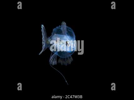 A 1 inch larval Pancake Batfish, Halieutichthys aculeatus, photographed ...