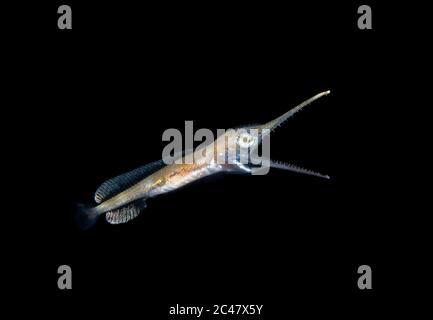 swordfish ( Xiphias gladius ) photographed in a museum isolated over ...
