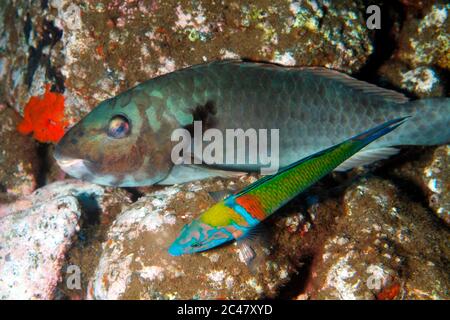 Mediterranean parrotfish (Sparisoma cretense), female swimming above ...