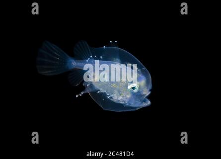 a larval Pancake Batfish, Halieutichthys aculeatus, photographed during ...