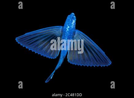 unidentified Flying fish, Exocoetidae. Black water dive near the ...