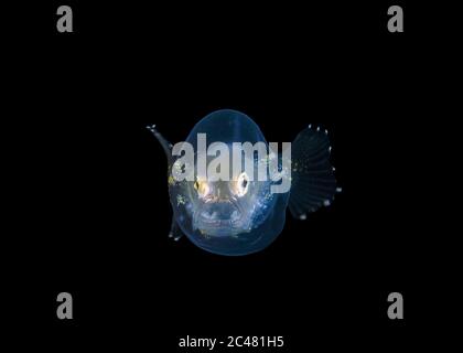 pancake batfish, Halieutichthys aculeatus, juvenile, almost fully ...