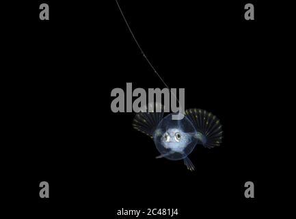 a larval Pancake Batfish, Halieutichthys aculeatus, photographed during ...