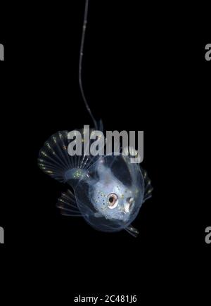 a larval Pancake Batfish, Halieutichthys aculeatus, photographed during ...