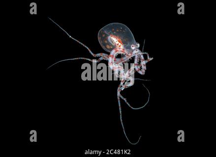 a larval Wonderpus Octopus, Wunderpus photogenicus, photographed during ...