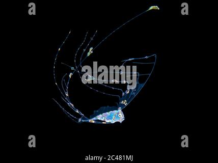 ribbonfish larva, family Trachipteridae, photographed during offshore ...