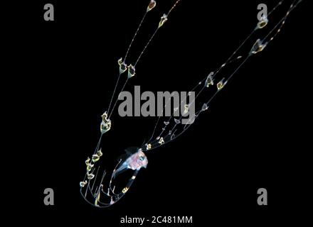 ribbonfish larva, family Trachipteridae, photographed during offshore ...