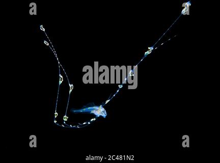 ribbonfish larva, family Trachipteridae, photographed during offshore ...