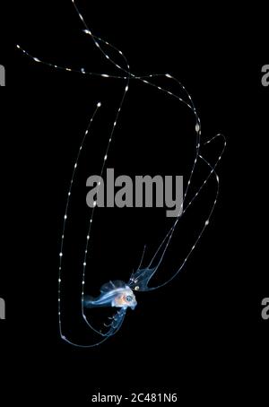 ribbonfish larva, family Trachipteridae, photographed during offshore ...