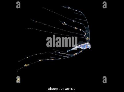 ribbonfish larva, family Trachipteridae, photographed during offshore ...