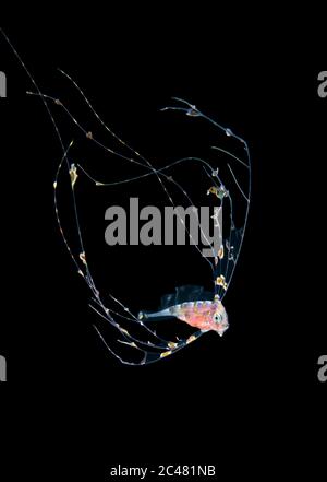 ribbonfish larva, family Trachipteridae, photographed during offshore ...