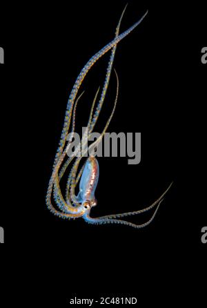 Long arm Octopus during a blackwater dive Stock Photo - Alamy