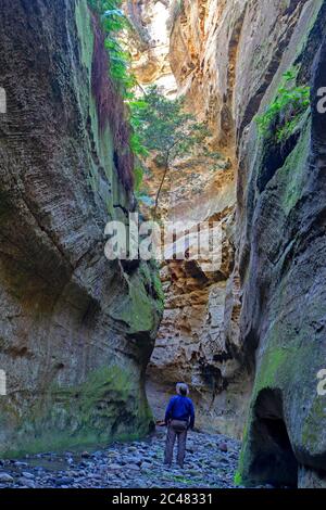 Carnarvon Gorge National Park, Moss Garden: Queensland, Australia Stock ...