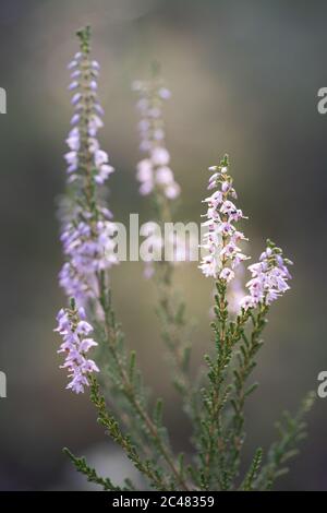 A vertical shot of a beautiful purple German iris (Iris germanica) with ...