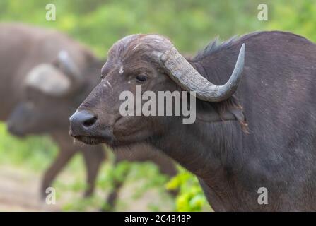 Closeup shot of a Water buffalo surrounded by greenery in a park under ...