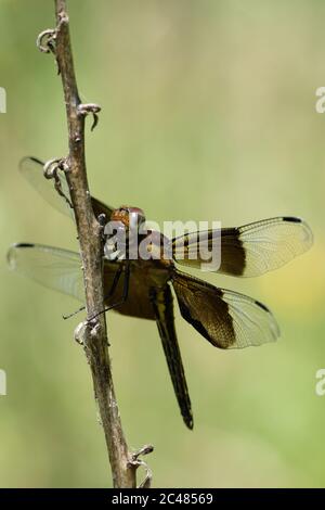 Widow Skimmer (Libellula luctuosa) Insecta Stock Photo - Alamy