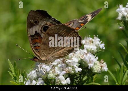 Common Buckeye (Junonia coenia Stock Photo - Alamy