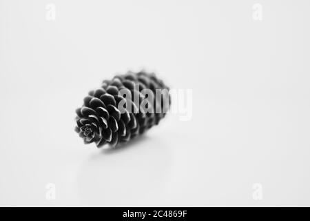 Grayscale shot of a pine cone isolated on a white background Stock ...