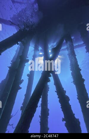 Underwater view of a saltwater pier Stock Photo - Alamy