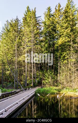 beautiful small White lake surraunded by tall forest in british ...