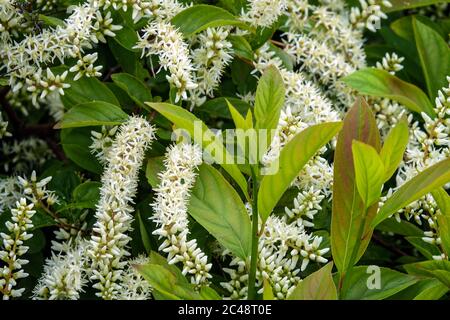 Itea virginica Longspire, Virginia Sweetspire Virginian willow Stock ...