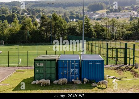 TREDEGAR, WALES - 25 JUNE 2020: Sheep seek shade at Tredegar ...