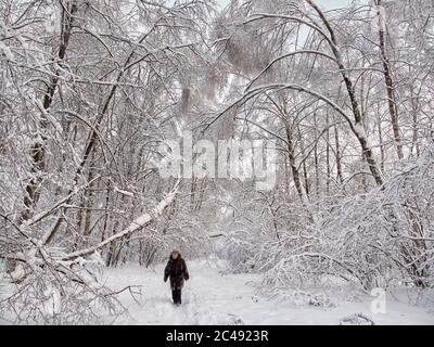 Bitsevski Park (Bitsa Park) in winter after a heavy snowfall. Moscow ...