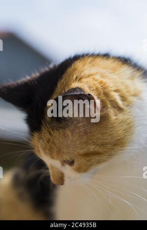A closeup shot of a black feline with half-closed eyes ready to sleep ...