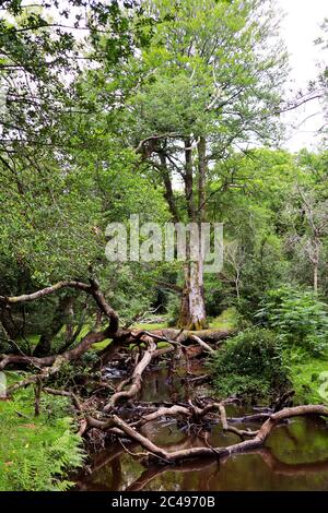 Fallen trees over stream Stock Photo - Alamy