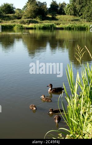 Kingfisher Pool in summer, Warwick, Warwickshire, England, UK Stock ...