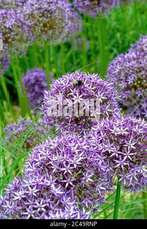 A gathering of Alliums Stock Photo - Alamy