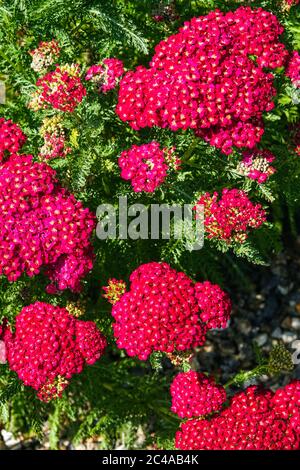 Yarrow (Achillea millefolium) flowering in Dorset, England Stock Photo ...