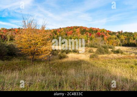 Sunset scene in the countryside with thick trees on a hill over a vast ...