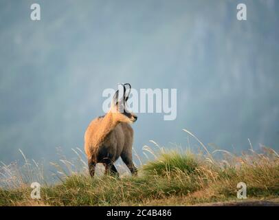 Chamois (Rupicapra rupicapra) at dawn in Hohneck, La Bresse, Vosges ...