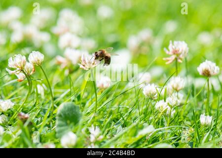 Honey bee on white clover flower, collecting nectar; with copy space ...