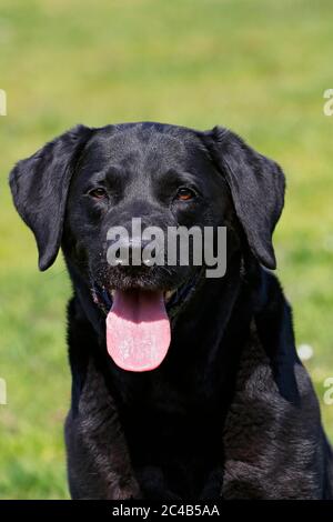 Black Labrador Retriever (Canis familiaris) portrait of wet adult dog ...