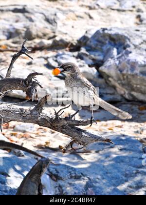 Bahama Mockingbird (Mimus gundlachii Stock Photo - Alamy