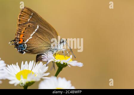 blue-spot hairstreak (Strymonidia spini, Satyrium spini), on white ...