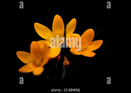 Yellow crocus on black background Stock Photo - Alamy