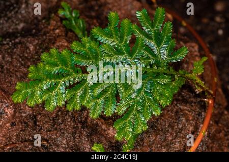 Willdenow's Spikemoss or Peacock Fern (Selaginella willdenovii ...