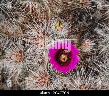 Joshua Tree in Spring with Seed Pods, Joshua Tree National Park in ...
