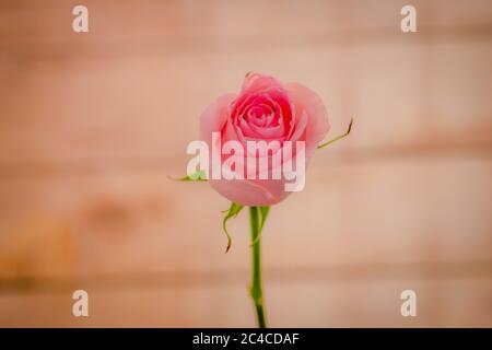 Close up macro of Luciano roses variety, studio shot Stock Photo - Alamy