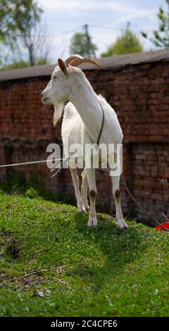 Goat grazes on a green meadow Stock Photo - Alamy