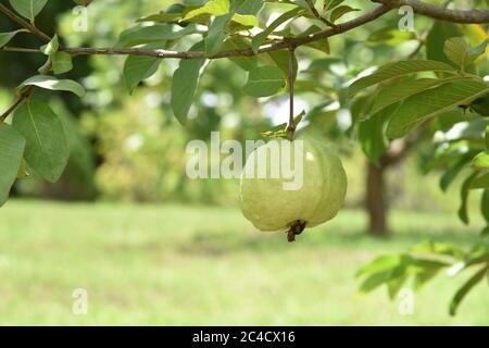 Guava hanging with tree in a farm. Fresh guava fruit. Sunlight falling ...