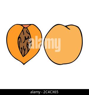 Peach with kernel. Hand drawn outline doodle icon. Colorful isolated on ...