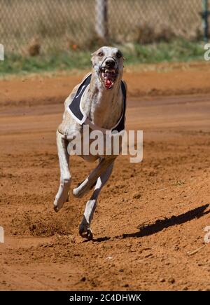 greyhound running racing Stock Photo - Alamy