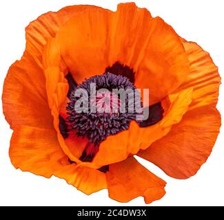 A closeup shot of an opium poppy flower blooming in the garden in ...